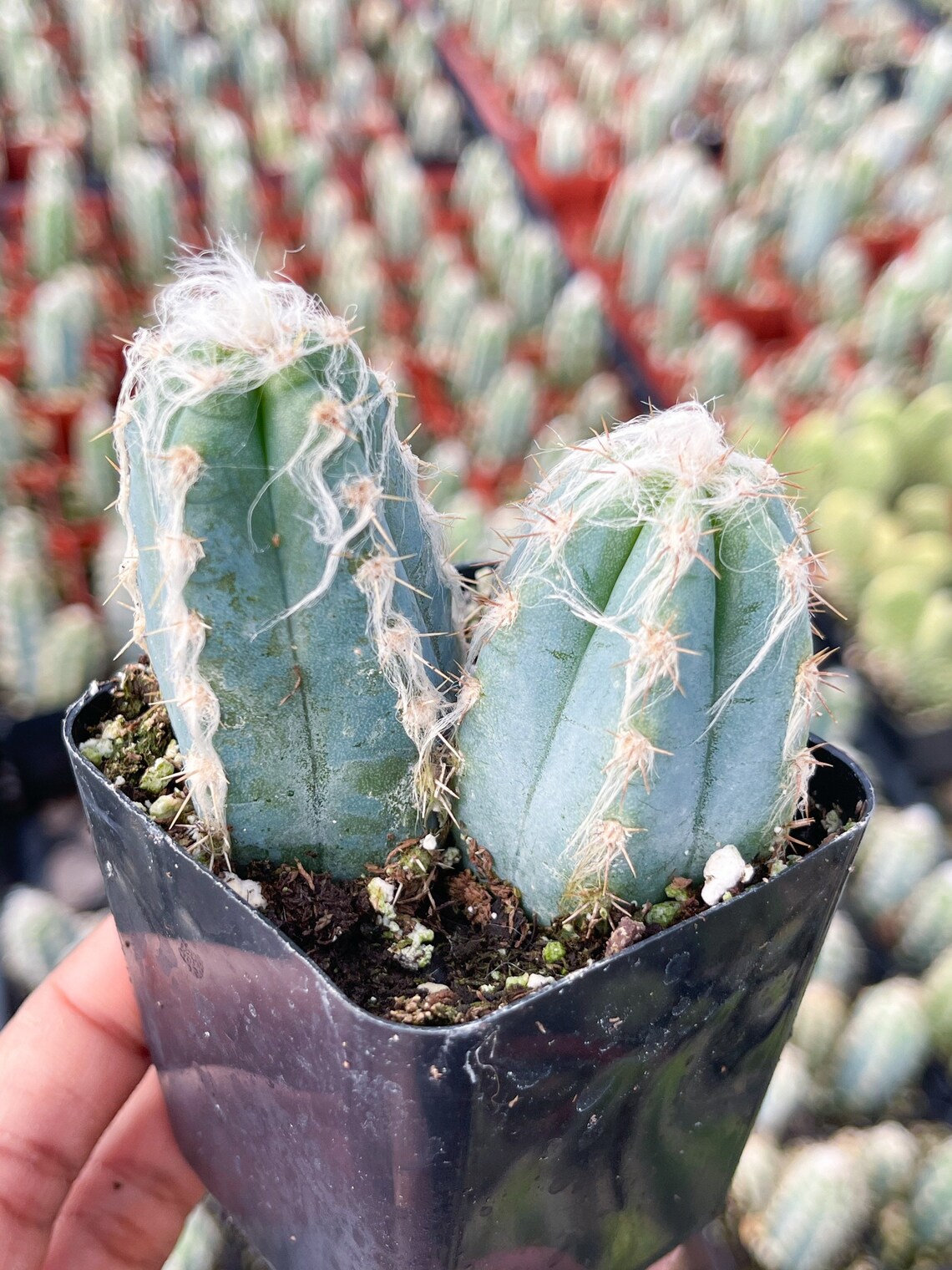 Fuzzy Blue Cactus Pilosocereus Pachycladus Live Cactus | Etsy