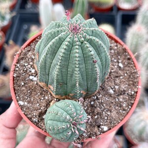 Euphorbia Obesa Hybrids With Pup Rare Plant Live Plant - Etsy