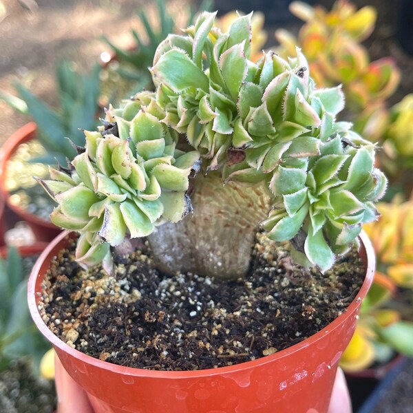 Crested Aeonium - Etsy