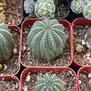 Euphorbia Obesa Hybrids With Pup Rare Plant Live Plant - Etsy