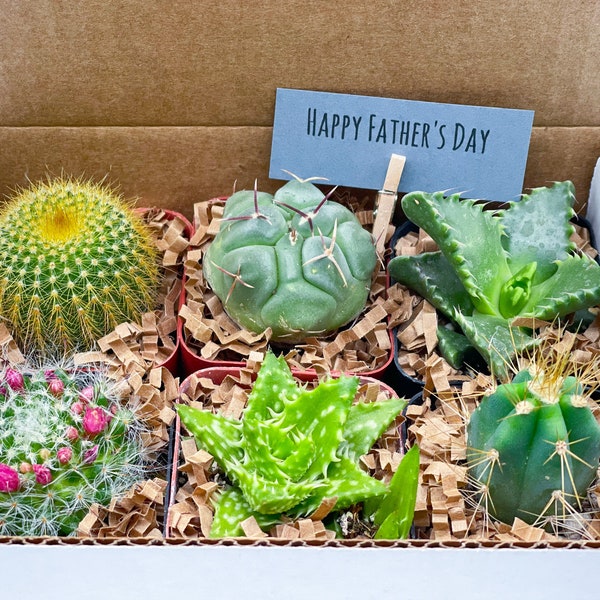 Cactus Gift - 60+ Gift Ideas for 2024