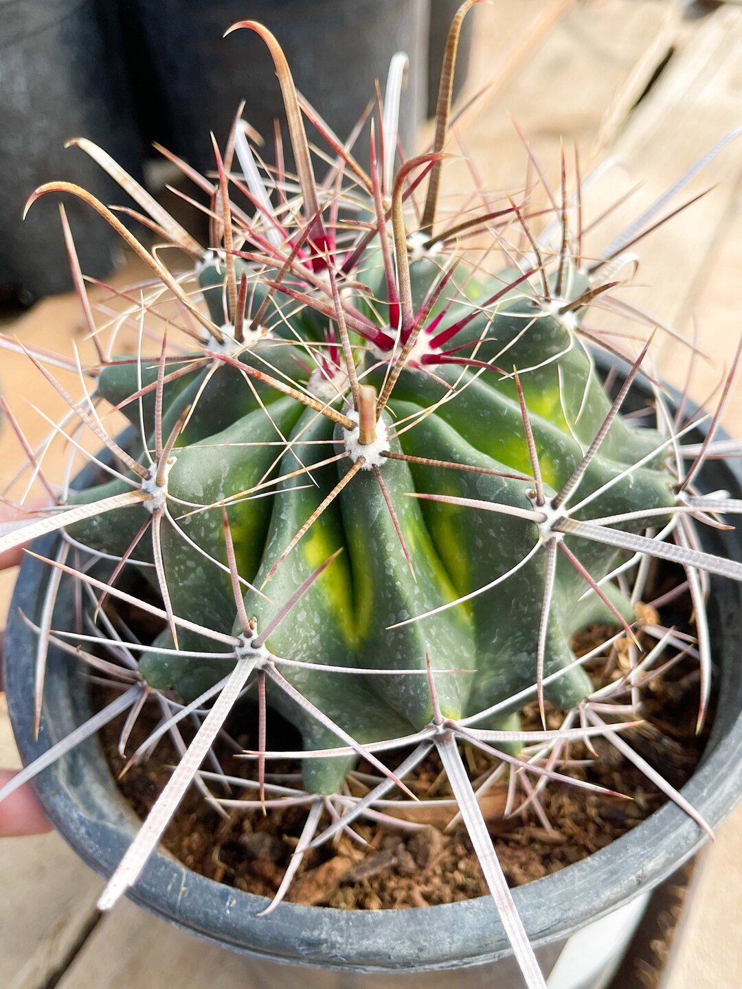 Variegated Ferocactus Acanthodes Candy Barrel Cactus - Etsy