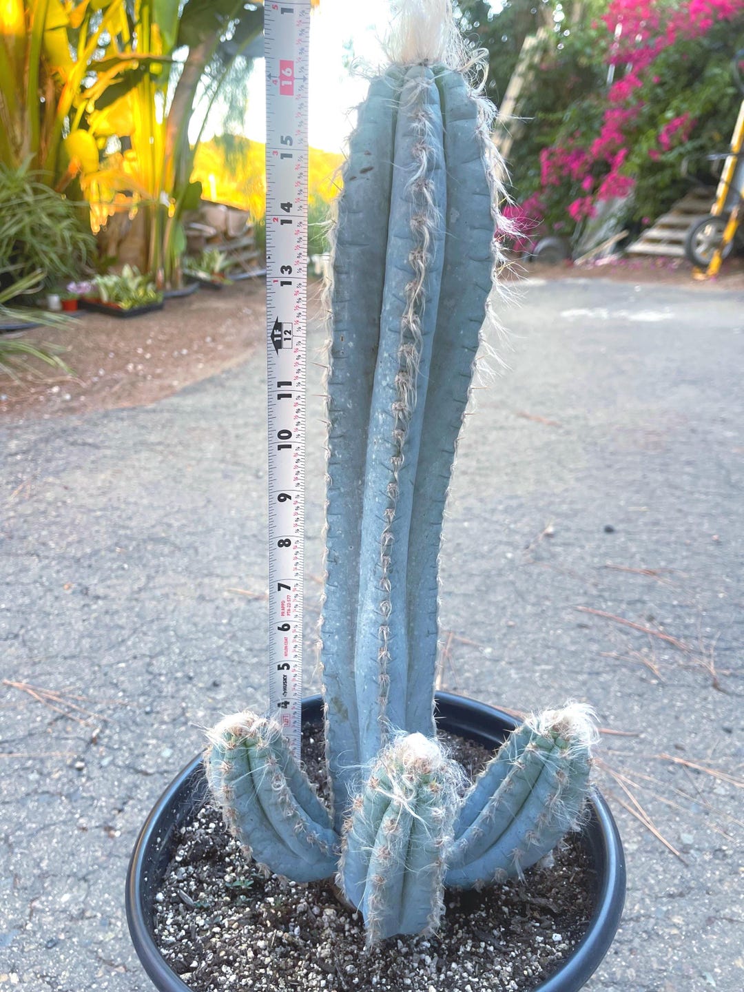 Large Fuzzy Blue Cactus Pilosocereus Pachycladus Live Cactus Live Plant ...