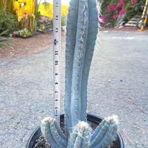 Large Fuzzy Blue Cactus Pilosocereus Pachycladus Live Cactus Live Plant ...