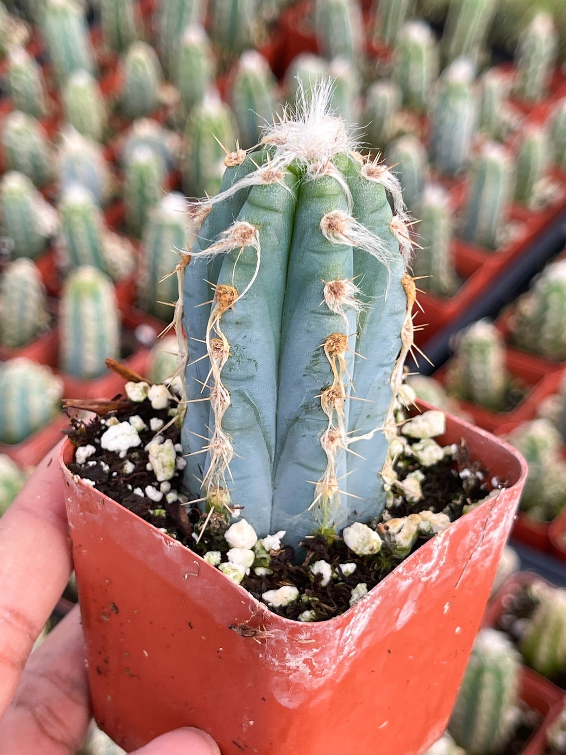 Fuzzy Blue Cactus Pilosocereus Pachycladus Live Cactus | Etsy