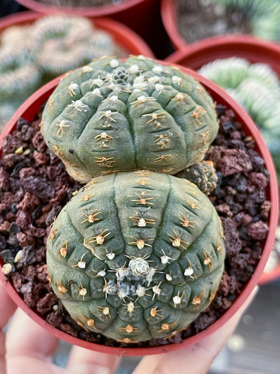 Double Gymnocalycium Ragonesii Cactus Cacti Succulent Live Plant - Etsy