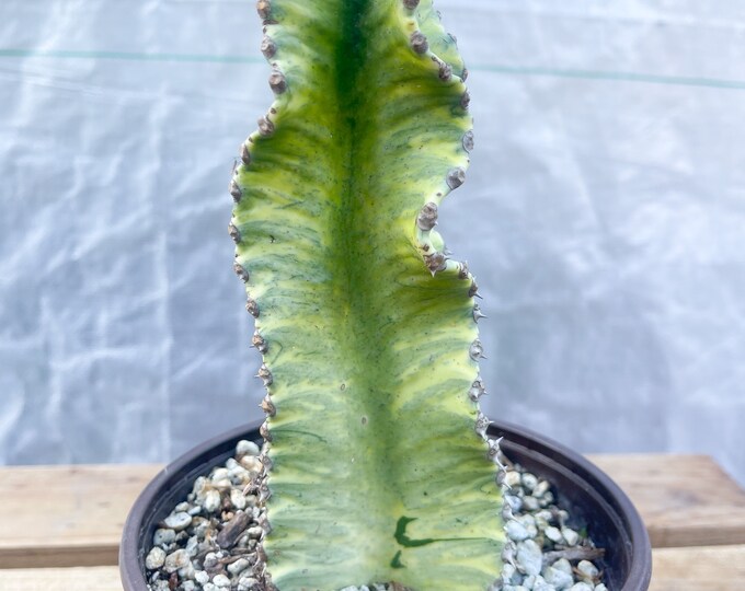 Variegated Euphobia Ammak African Candelabra Euphorbia Live Cactus - Etsy