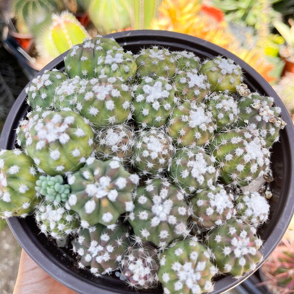 Domino Cactus - Etsy