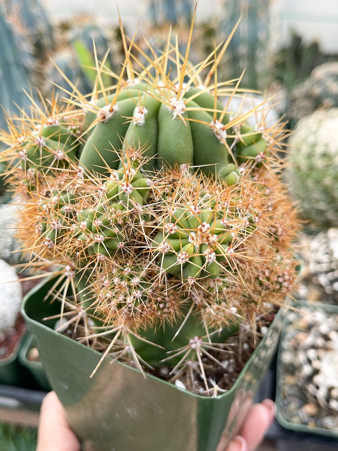 Live Cactus With Pups Live Plant Live Cactus - Etsy