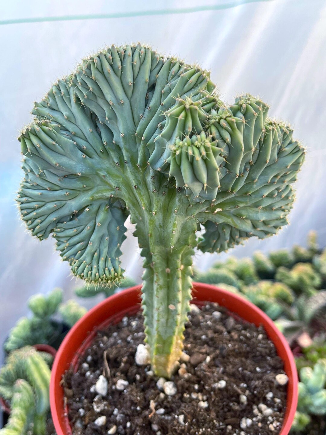 Crested Myrtle Blue Cactus Blue Candle Live Cactus - Etsy