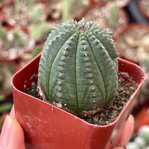 Euphorbia Obesa Hybrids With Pup Rare Plant Live Plant - Etsy