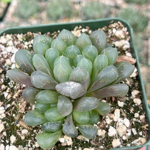 Haworthia Obtusa Rare Succulent Alien Eggs Clear - Etsy