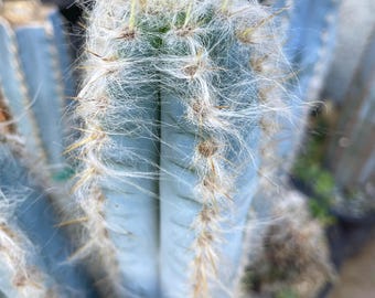 Pilosocereus Pachycladus, Blue Columnar Cactus - Etsy