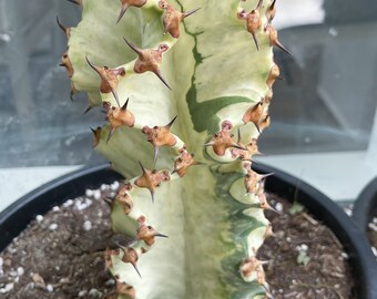 Variegated Euphobia Ammak African Candelabra Euphorbia Live Cactus - Etsy