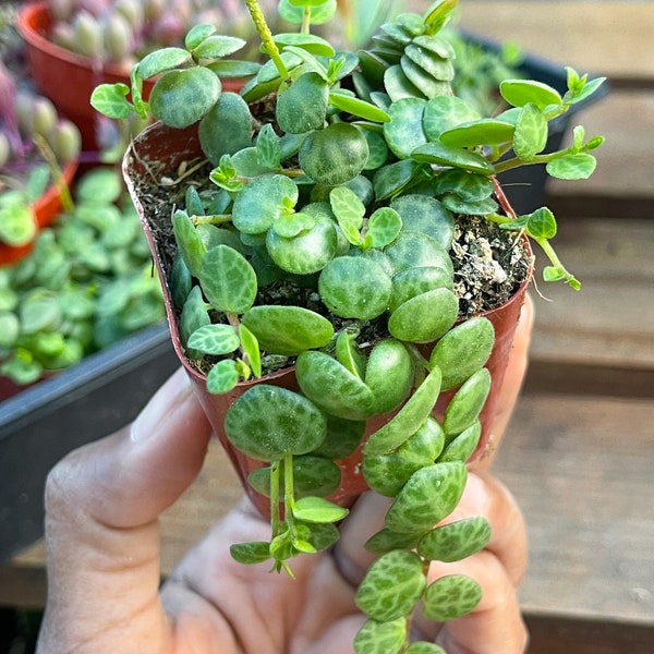 String of Turtles Plant - Etsy