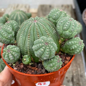 Euphorbia Obesa Hybrids Clusters Rare Plant Live Plant - Etsy
