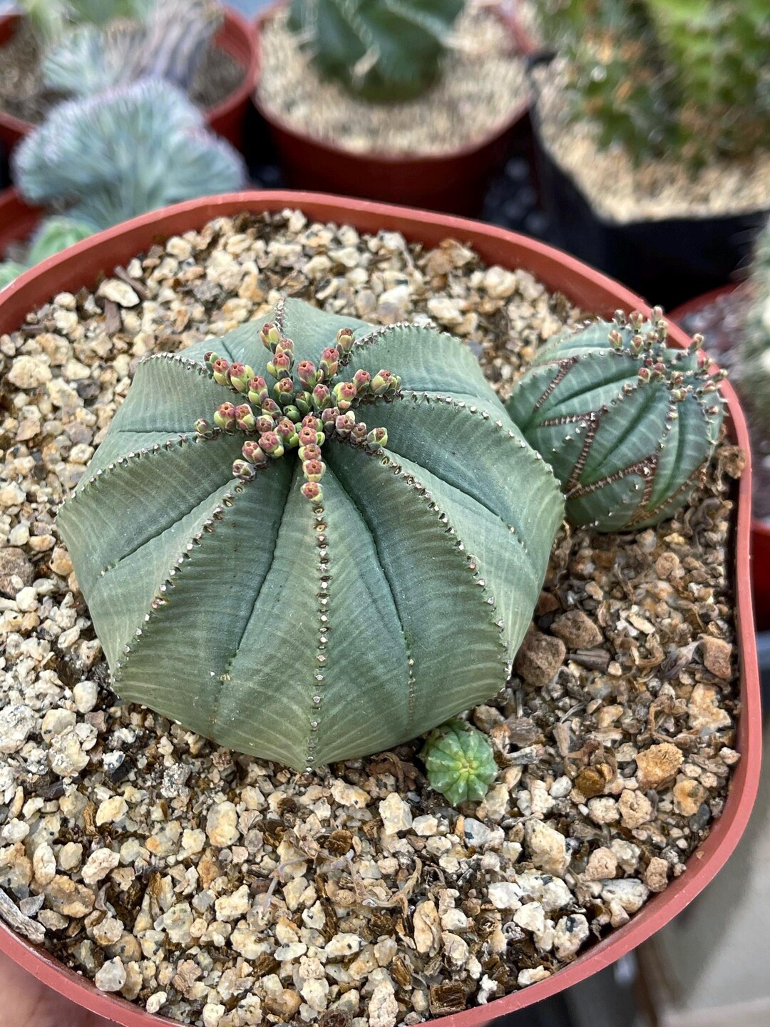 Euphorbia Obesa Hybrid W/pups Rare Plant Live Plant - Etsy