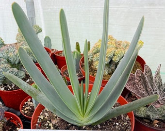 X-large Specimen Fan Aloe Aloe Plicatilis Kumara Plicatilis South ...