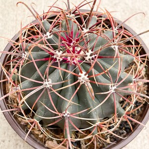 Ferocactus Gracilis Coloratus Red Barrel Cactus Rare Cactus Live Plant ...