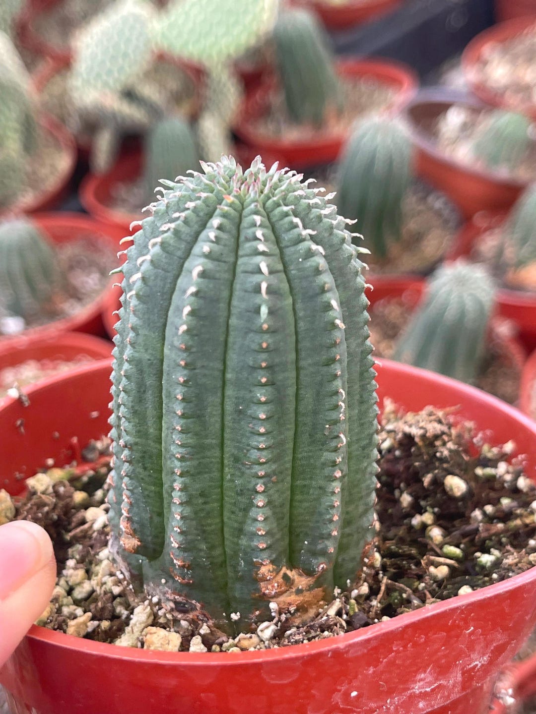 Euphorbia Obesa Hybrids With Pup Rare Plant Live Plant - Etsy