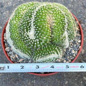 Notocactus Scopa Cv. Inermis Cristatus Rare Cactus Graft Cactus Rare ...