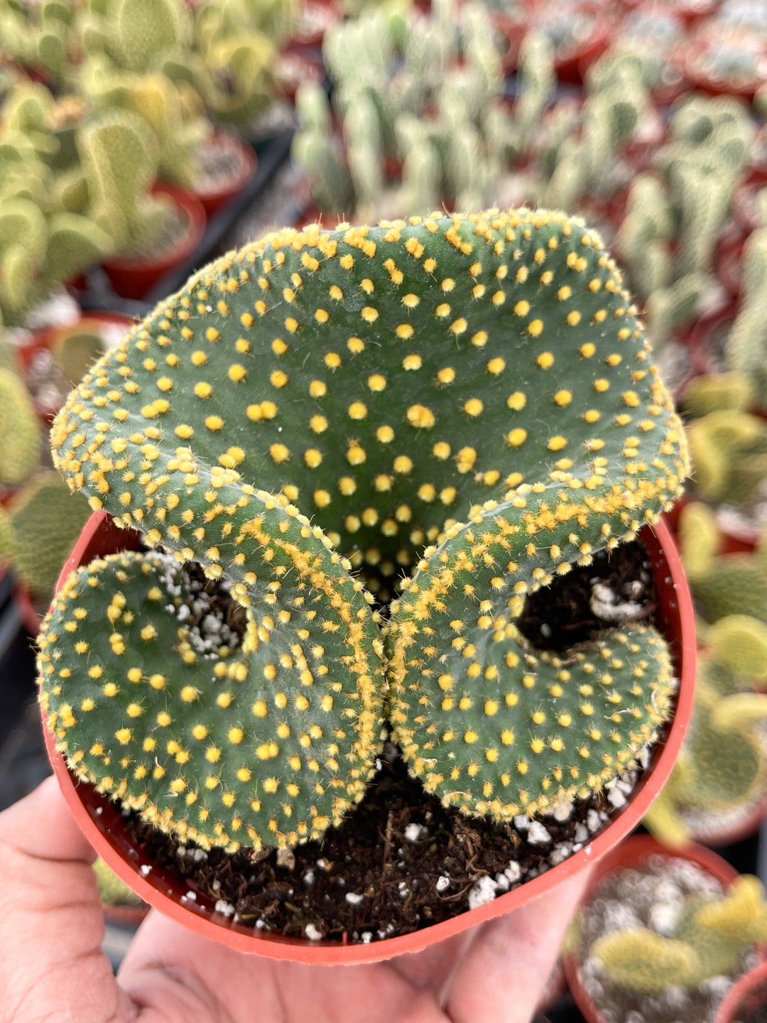 Wavy Cactus Golden Angel Wing Cactus Live Cactus - Etsy