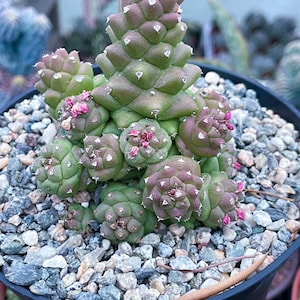 Monadenium Ritchei Rare Item Live Succulent - Etsy