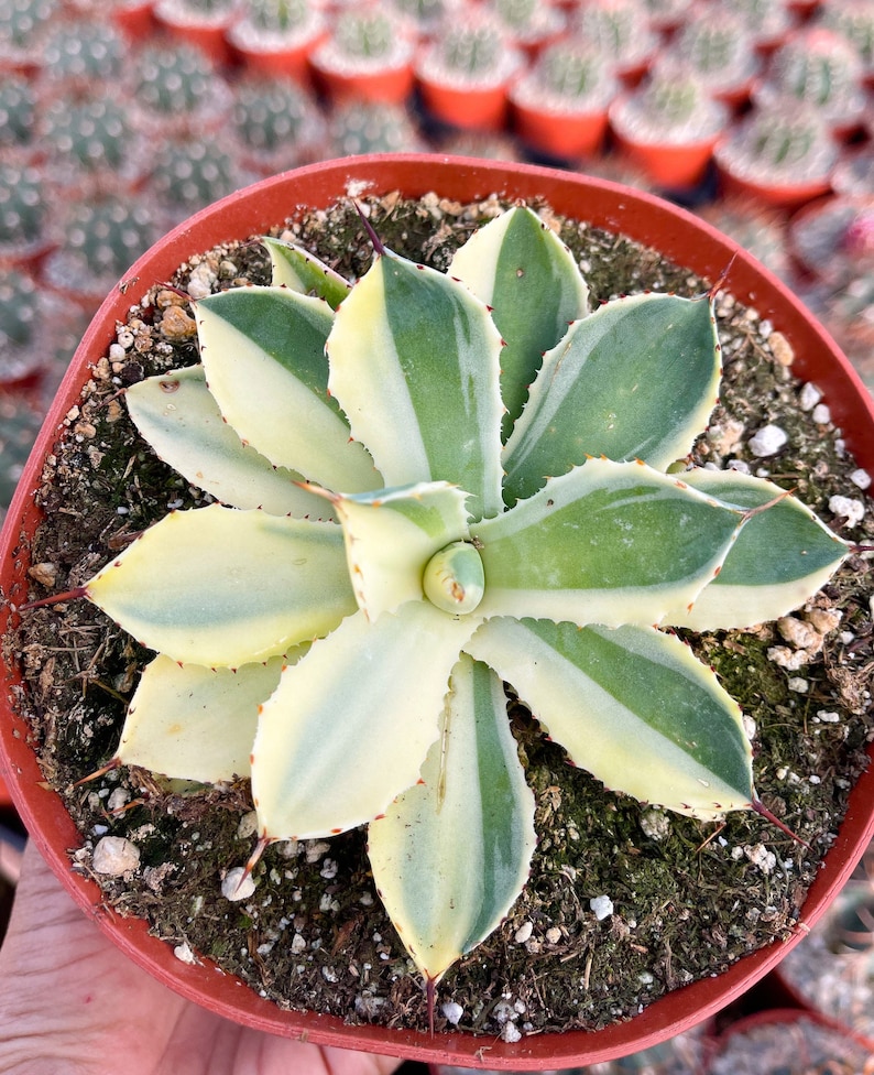 Variegated Agave Rare Agave Live Plant - Etsy