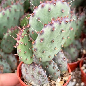 Set of 3 Opuntia baby Rita Prickly Pear Cactus Santa - Etsy Canada