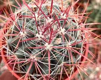 Ferocactus Gracilis Coloratus Red Barrel Cactus Rare Cactus Live Plant ...