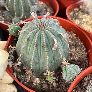 Euphorbia Obesa Hybrids With Pup Rare Plant Live Plant - Etsy