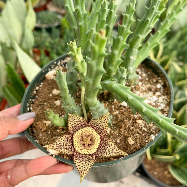 Orbea Variegata - Etsy