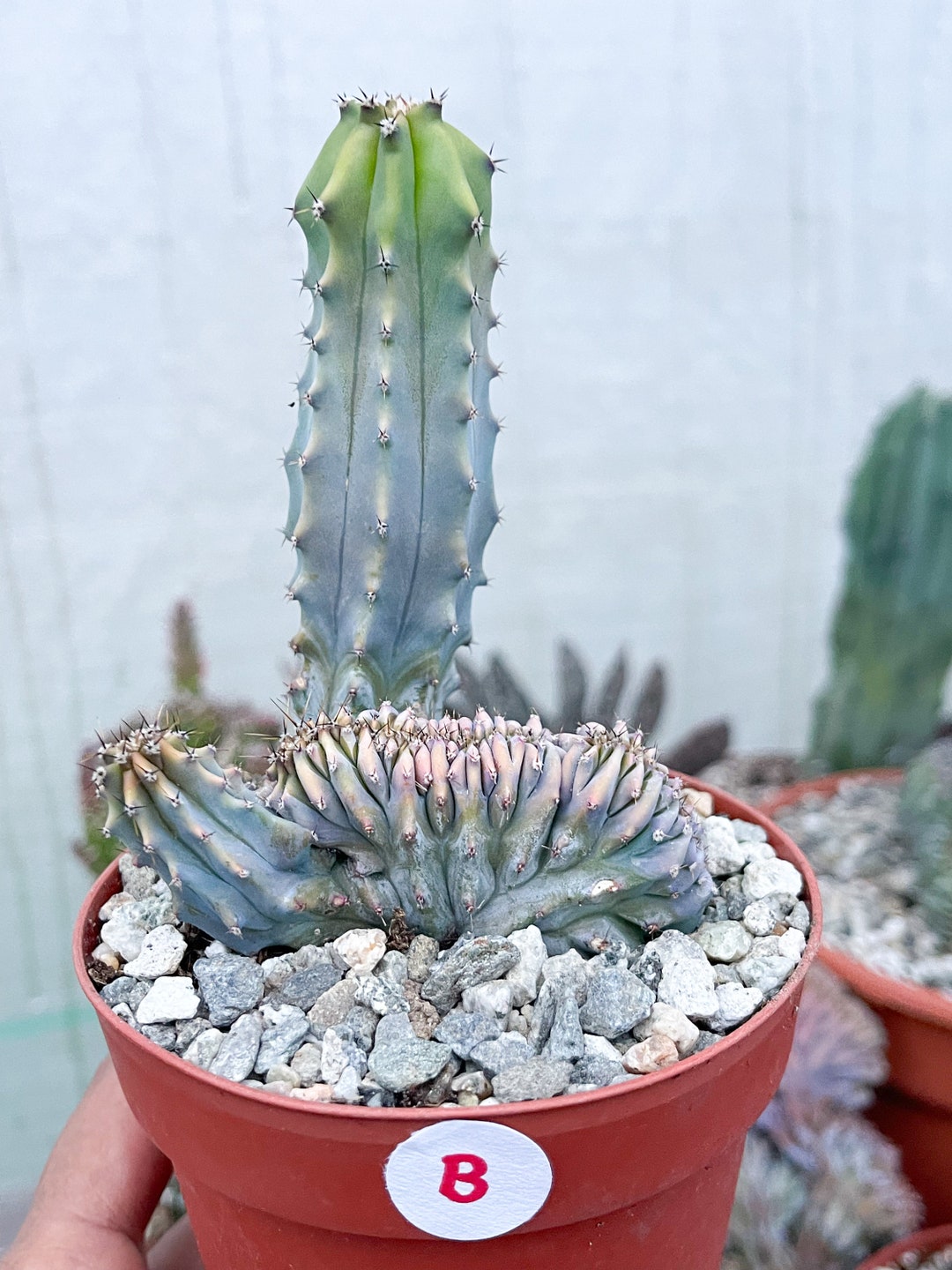 Crested Myrtle Blue Cactus Blue Candle Live Cactus - Etsy