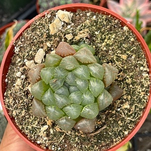 Haworthia Obtusa Rare Succulent Alien Eggs Clear Succulent - Etsy