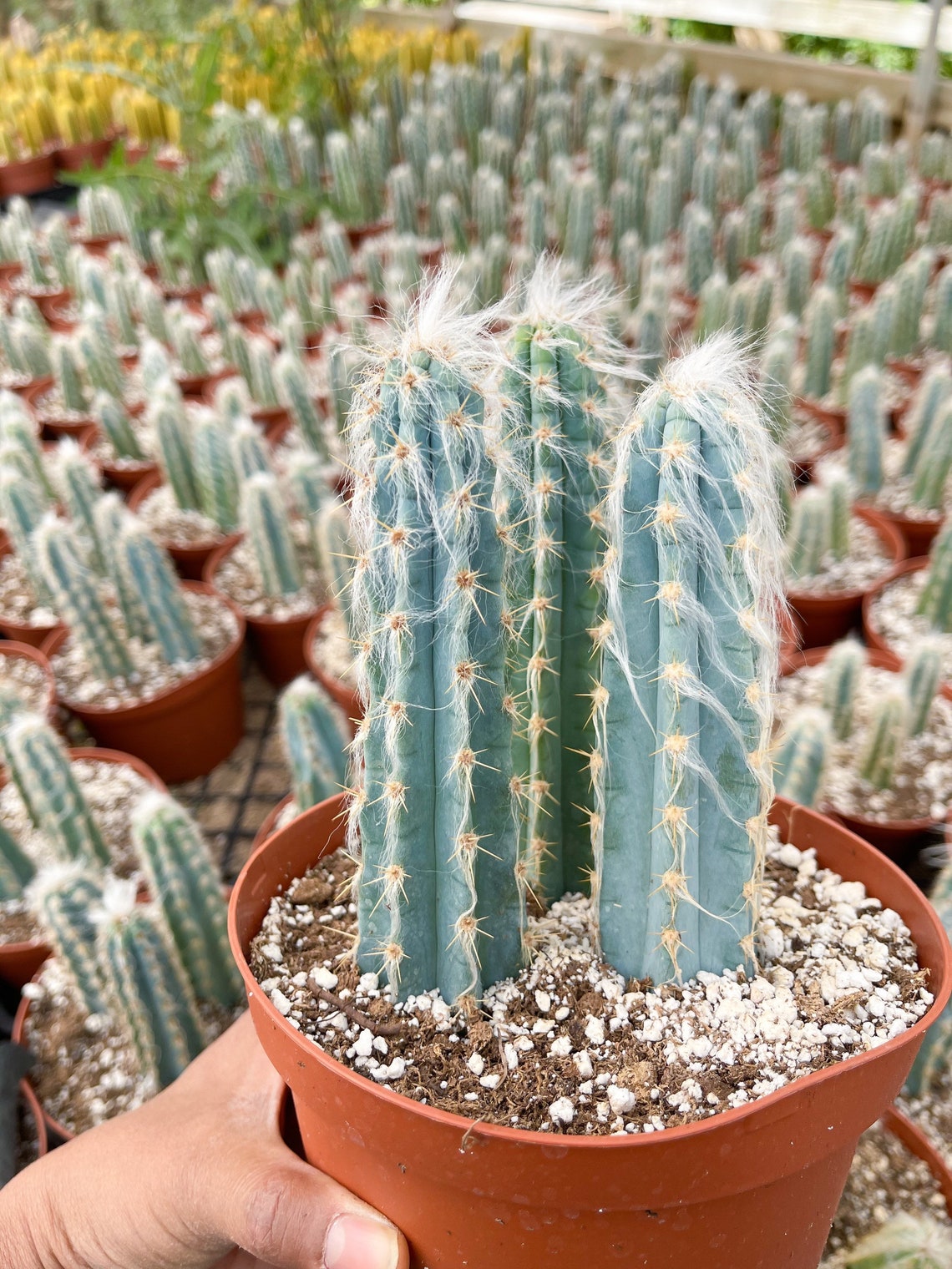 Fuzzy Blue Cactus Pilosocereus Pachycladus Live cactus | Etsy