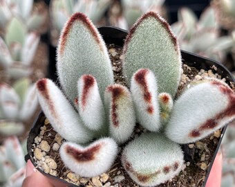 Kalanchoe Tomentosa, Teddy Bear Plant, Fuzzy Succulent, Live Indoor ...