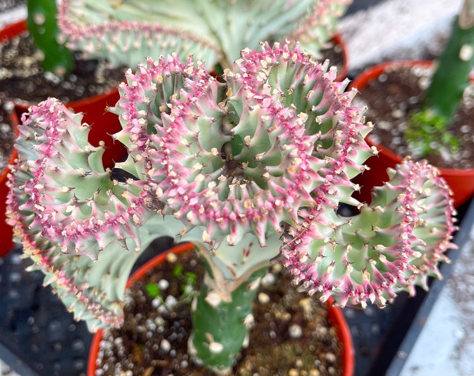 Rare 1216 Hybrid Red/green Coral Cactus-euphorbia-drought Tolerant ...