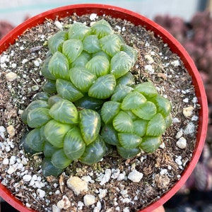 Haworthia Obtusa Rare Succulent Alien Eggs Clear Succulent - Etsy