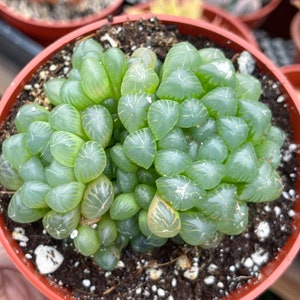 Haworthia Obtusa Rare Succulent Alien Eggs Clear Succulent - Etsy