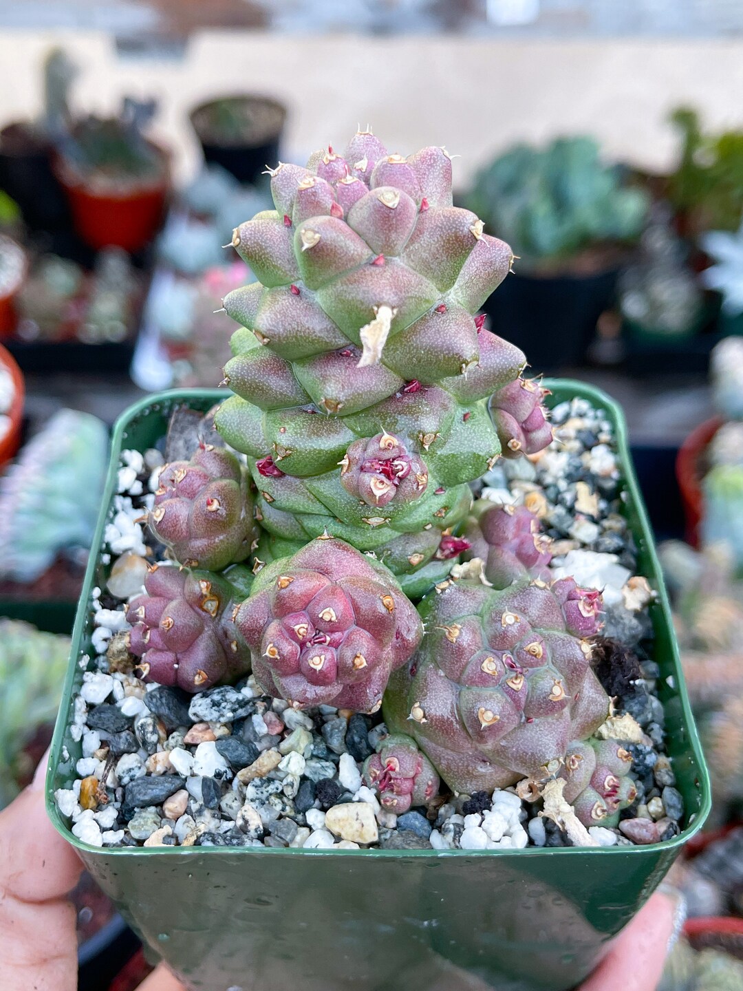 Monadenium Ritchei Rare Item Live Succulent - Etsy