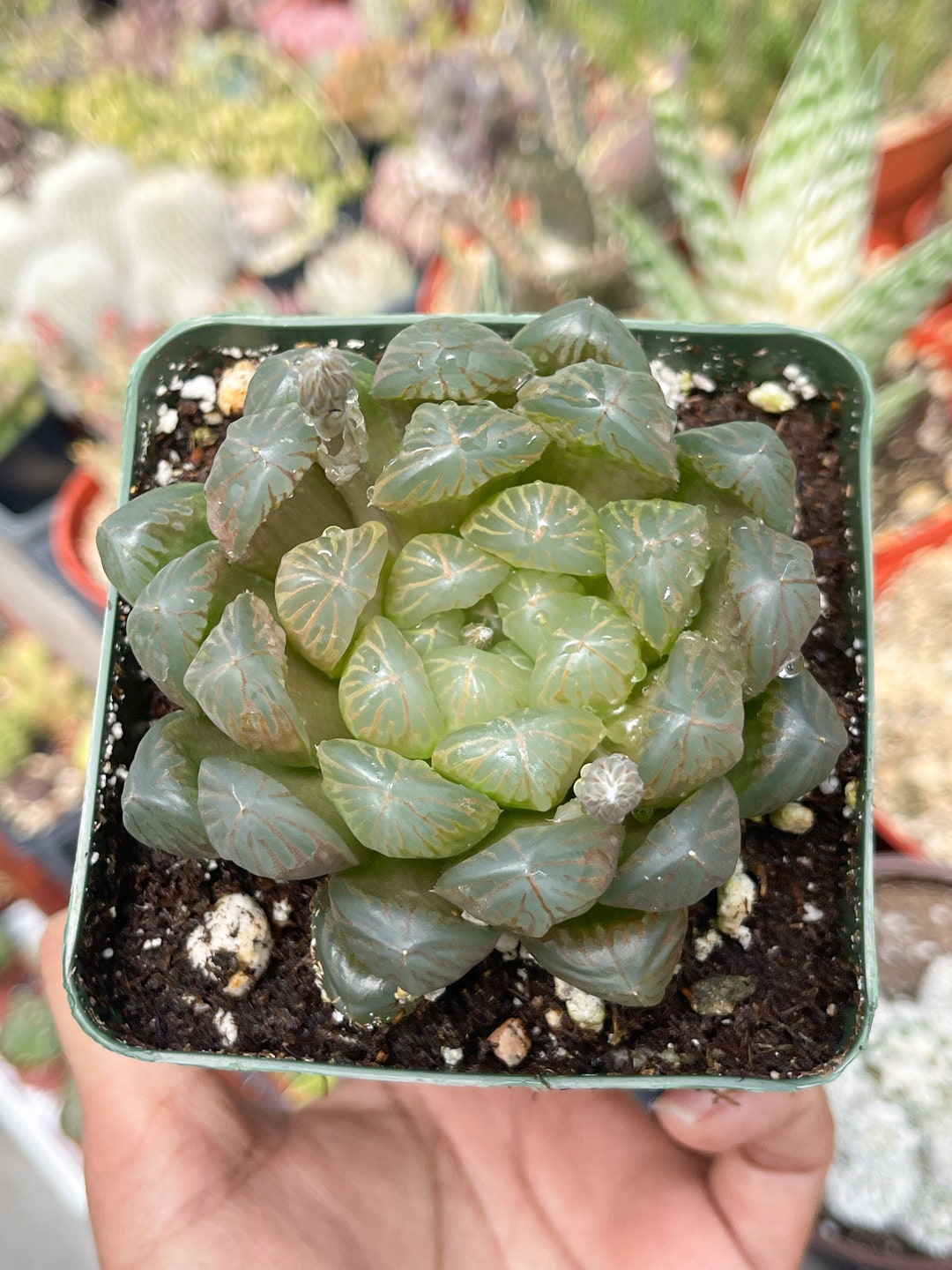 Haworthia Obtusa Rare Succulent Alien Eggs Clear Succulent - Etsy