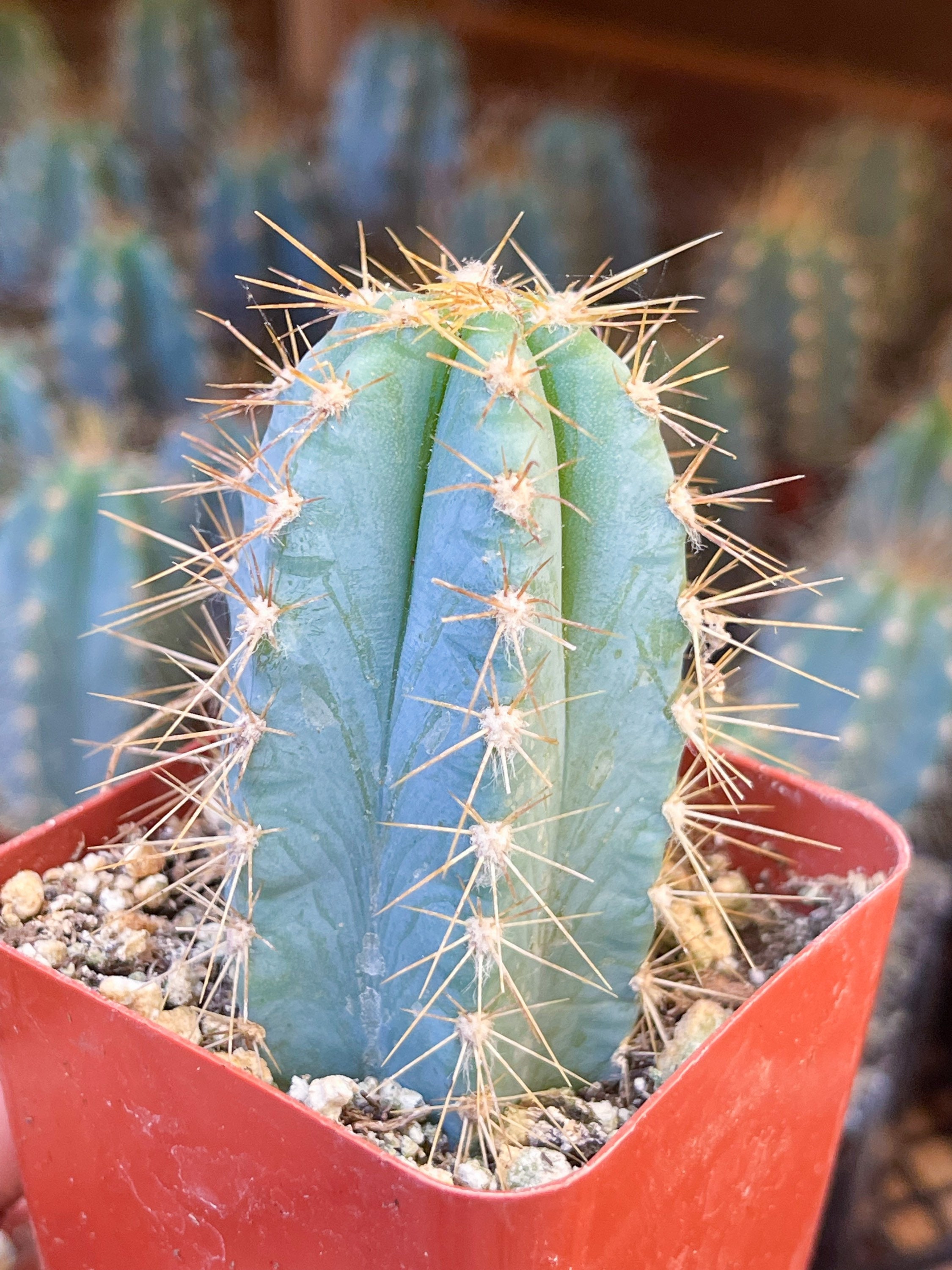 Pilosocereus Azureus
