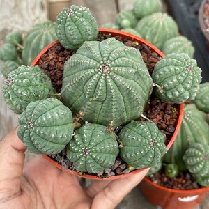 Euphorbia Obesa Hybrids Clusters Rare Plant Live Plant - Etsy