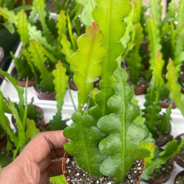 Ric Rac Cactus - Etsy