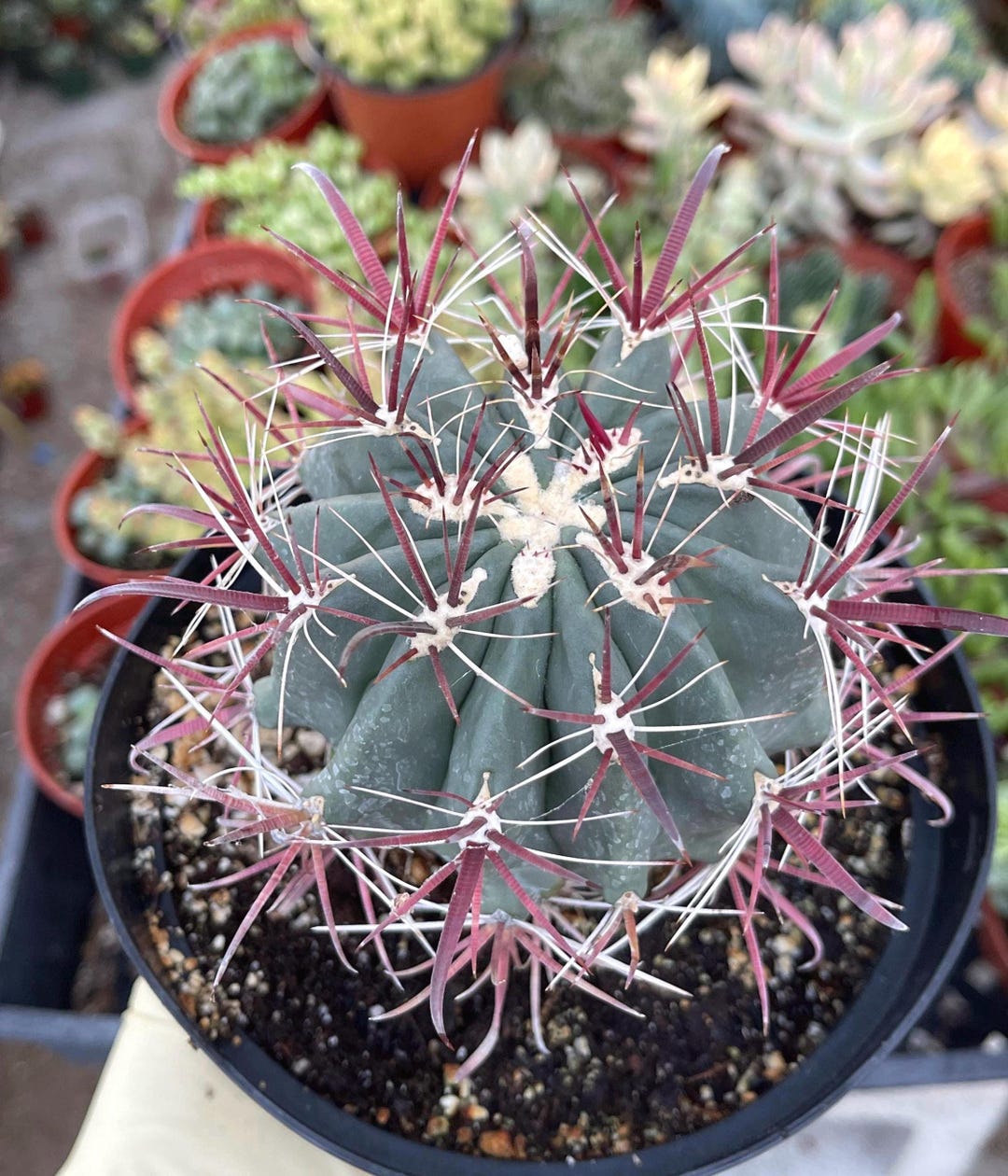 Ferocactus Gracilis Coloratus Red Barrel Cactus Rare Cactus Live Plant ...