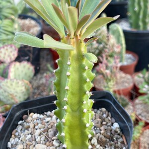 Euphorbia Royleana Rare Plant Live Plant - Etsy