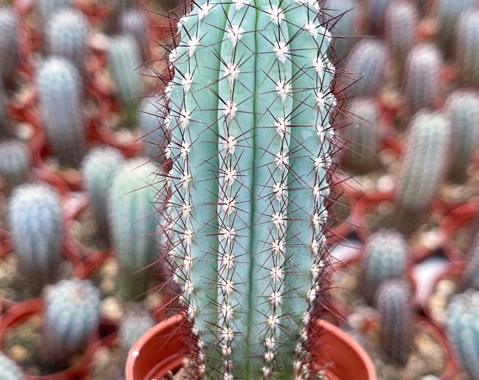 Pilosocereus Pachycladus, Blue Columnar Cactus - Etsy