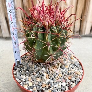 Ferocactus Gracilis Coloratus Red Barrel Cactus Rare Cactus Live Plant ...