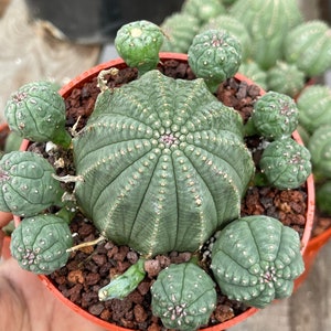 Euphorbia Obesa Hybrids Clusters Rare Plant Live Plant - Etsy
