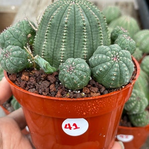 Euphorbia Obesa Hybrids Clusters Rare Plant Live Plant - Etsy